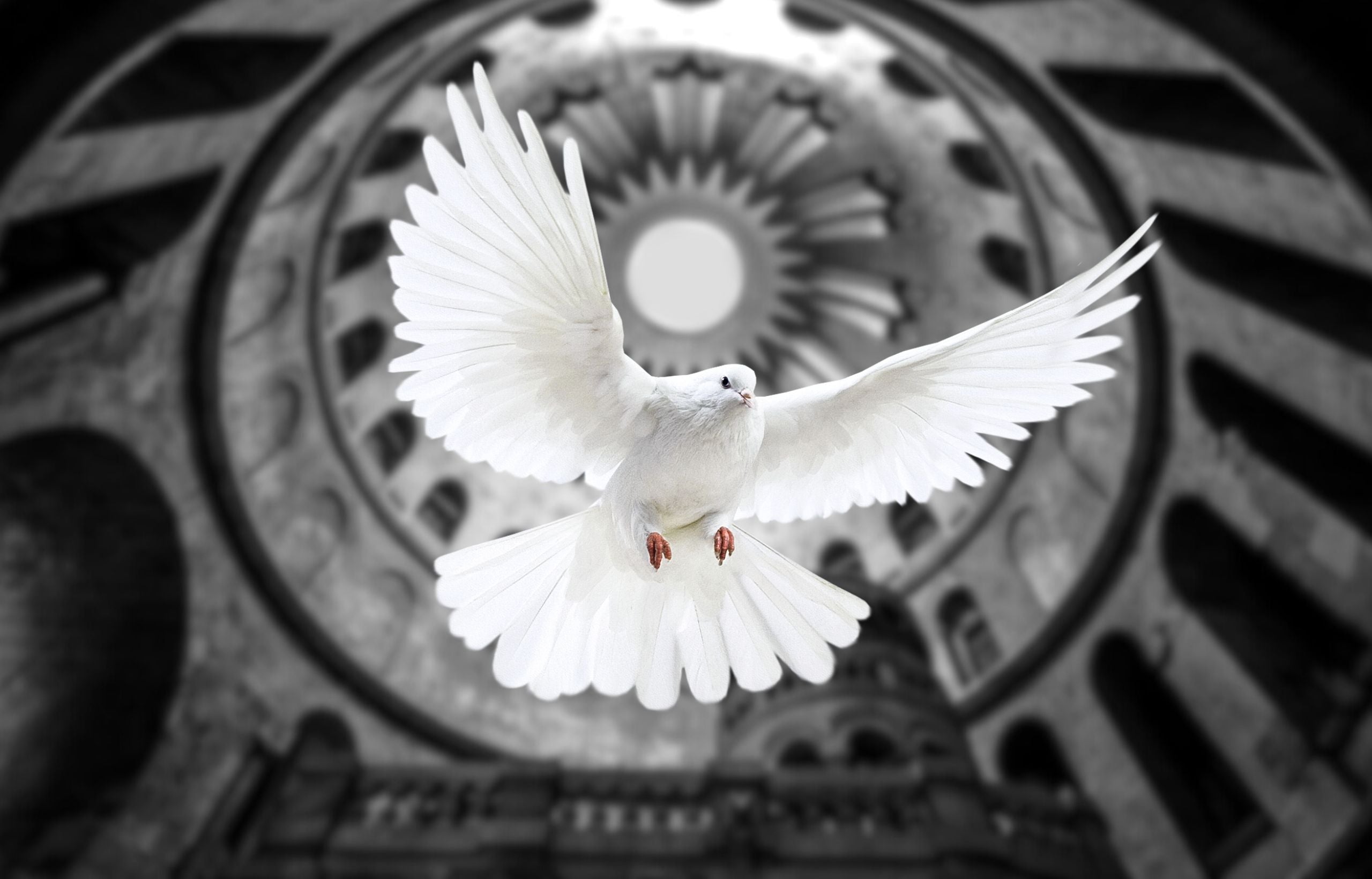 Meaning & Symbolism of Mourning Dove Call | Gracefiber
